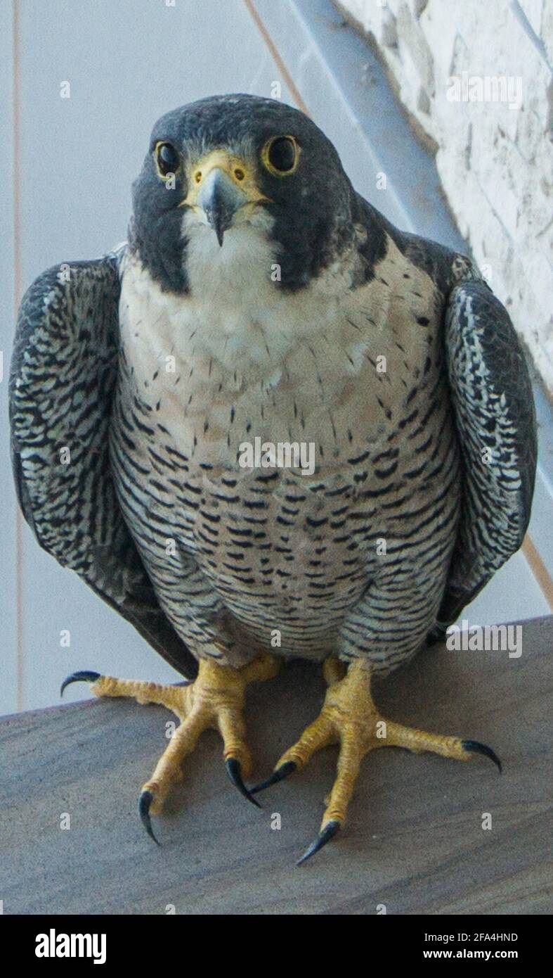 Peregrine falcon speed hi-res stock photography and images - Alamy