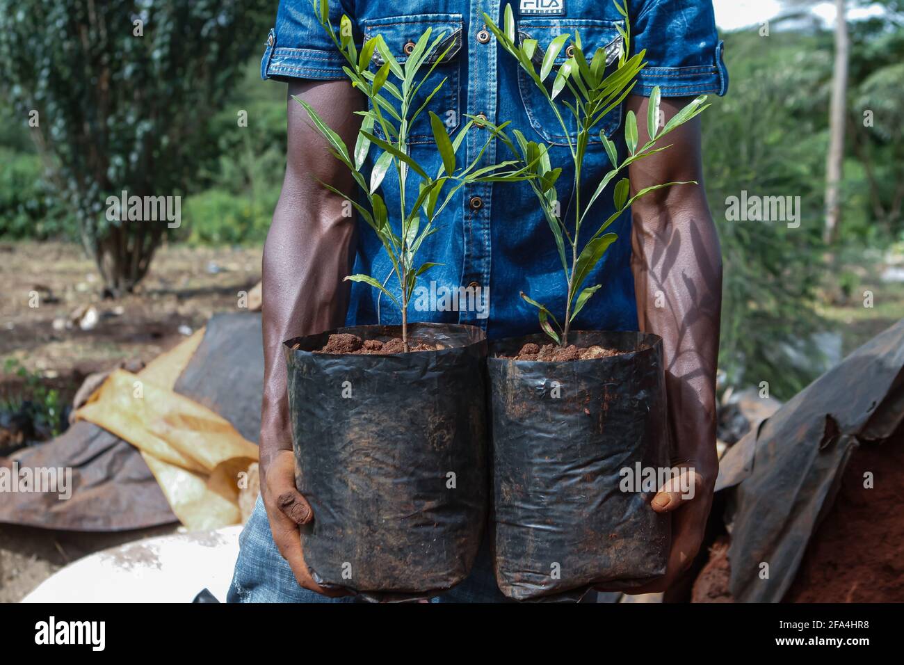 Thika palm tree hi-res stock photography and images - Alamy