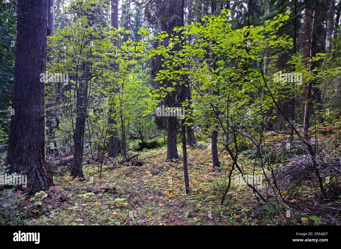 Rocky Mountain Maple and western larch in the Wood Creek Larch Scenic ...