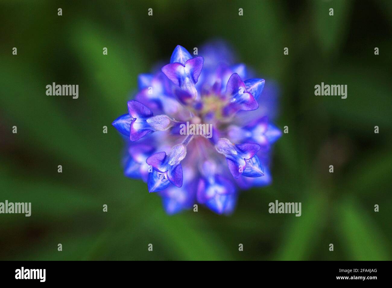 Blue pod lupine in summer. Yaak Valley in the Purcell Mountains ...