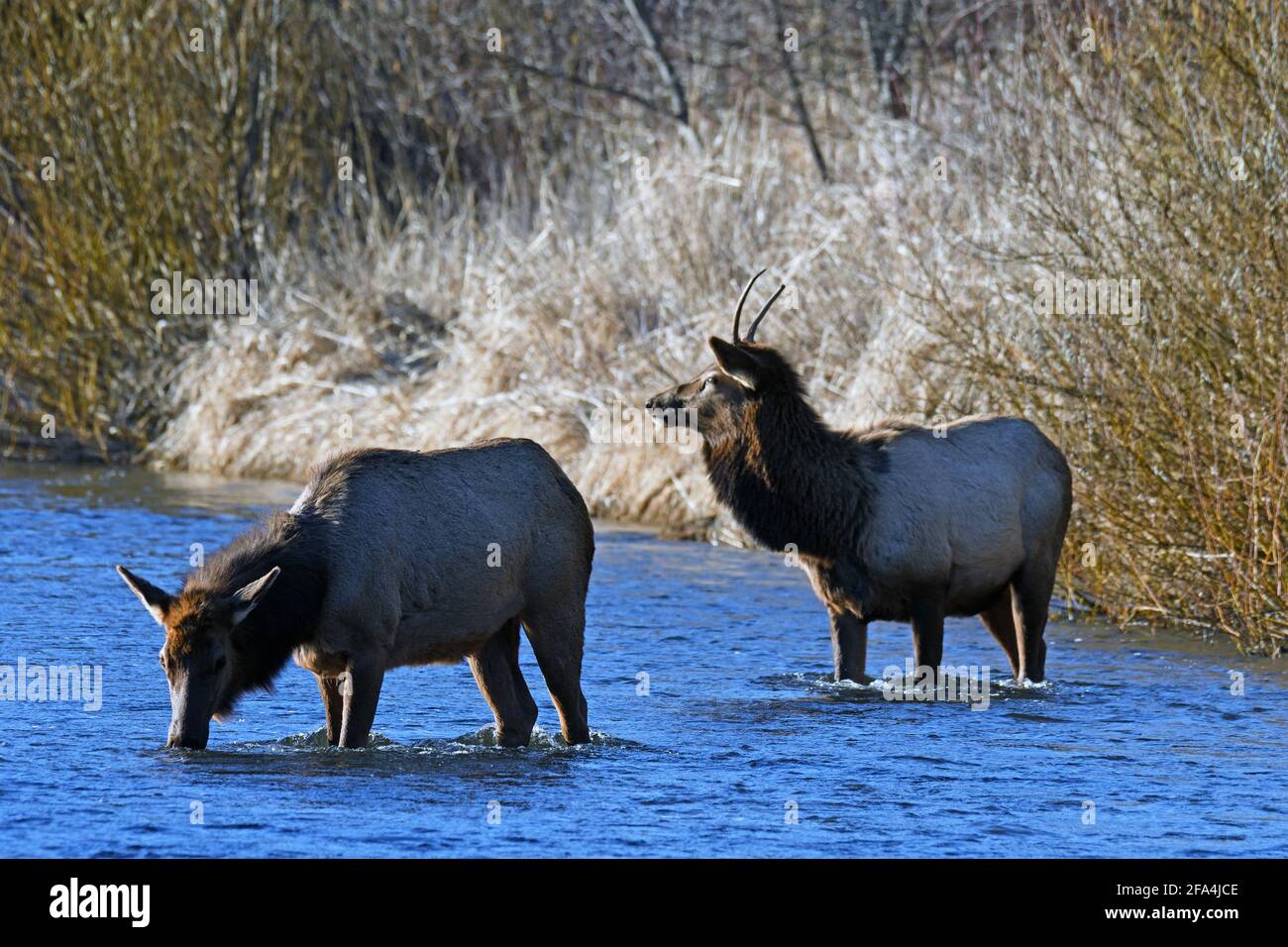 A pair of elk drinking in the Yaak River in spring. Yaak Valley ...