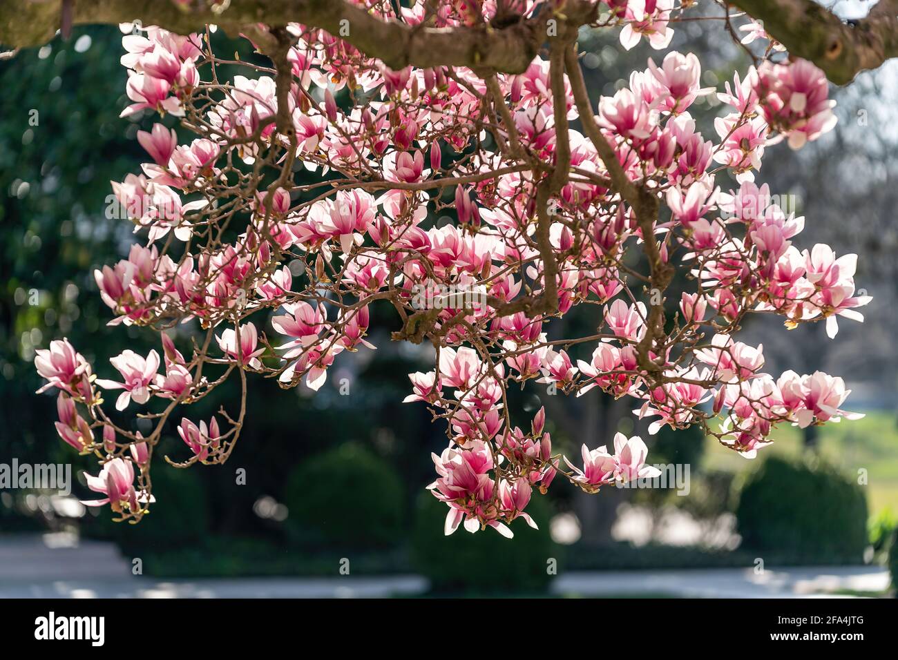 A magnolia tree blooms Friday, March 26, 2021, in the Rose Garden of ...