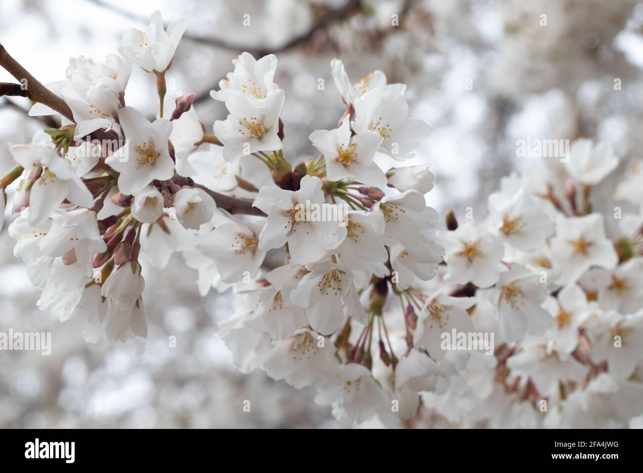 Tree blossoms in my front yard - single Stock Photo - Alamy