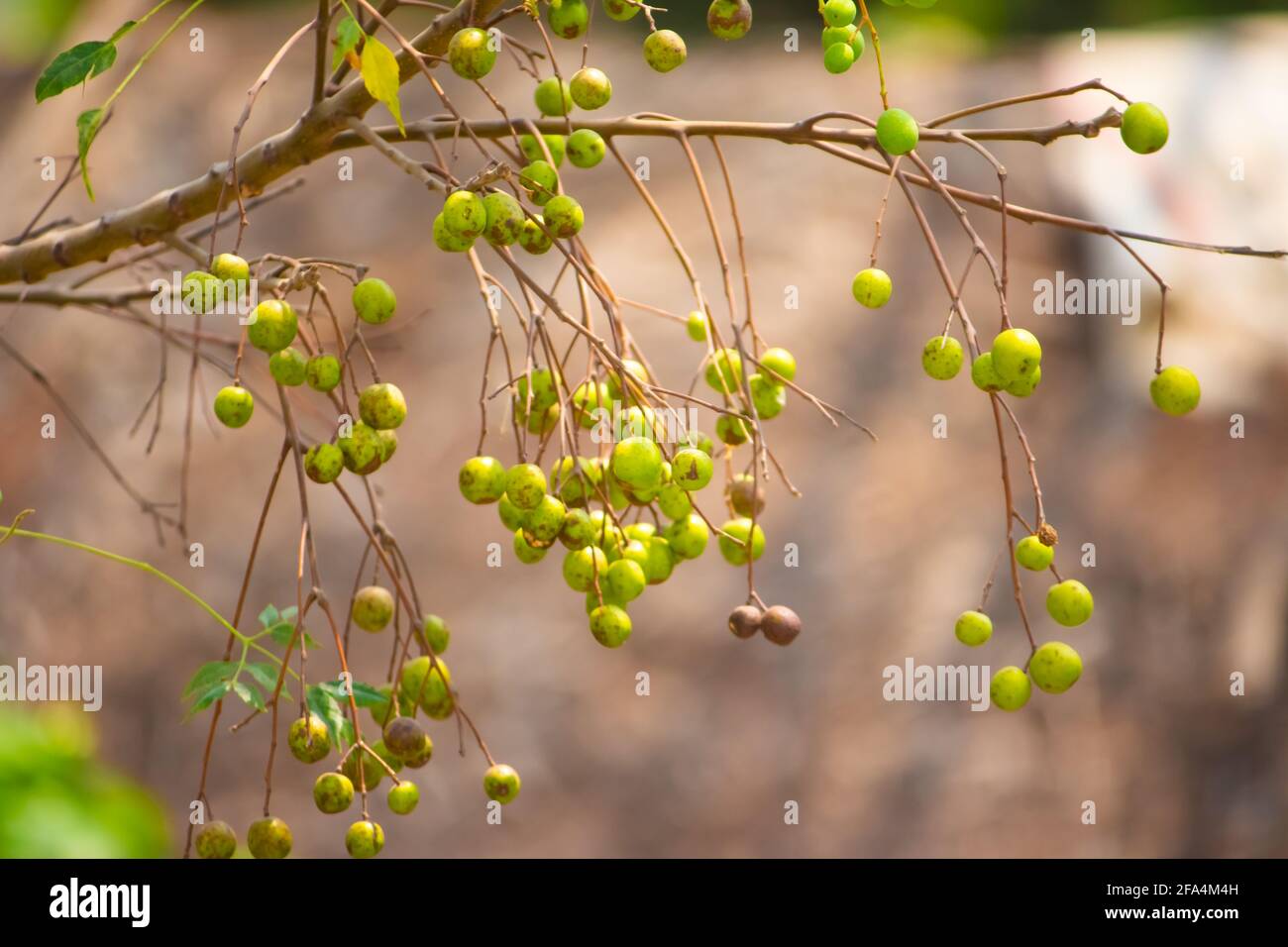 Fresh Mountain Neem fruit on tree with leaf on nature background. A ...