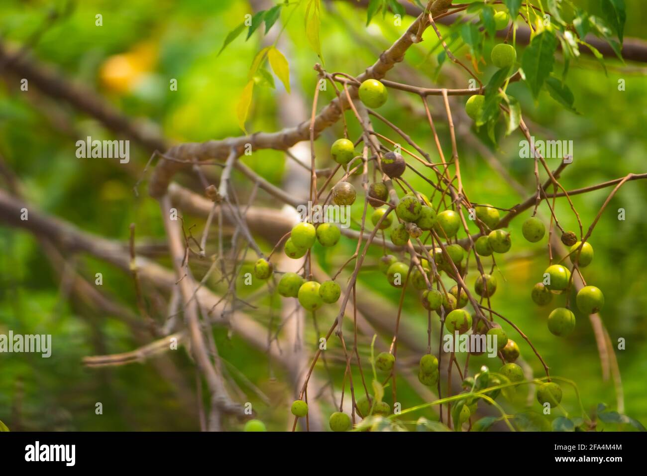 Fresh Mountain Neem fruit on tree with leaf on nature background. A ...