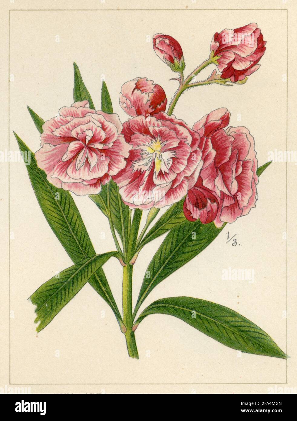 oleander / Nerium oleander / Oleander / garden book, 1896 Stock Photo ...