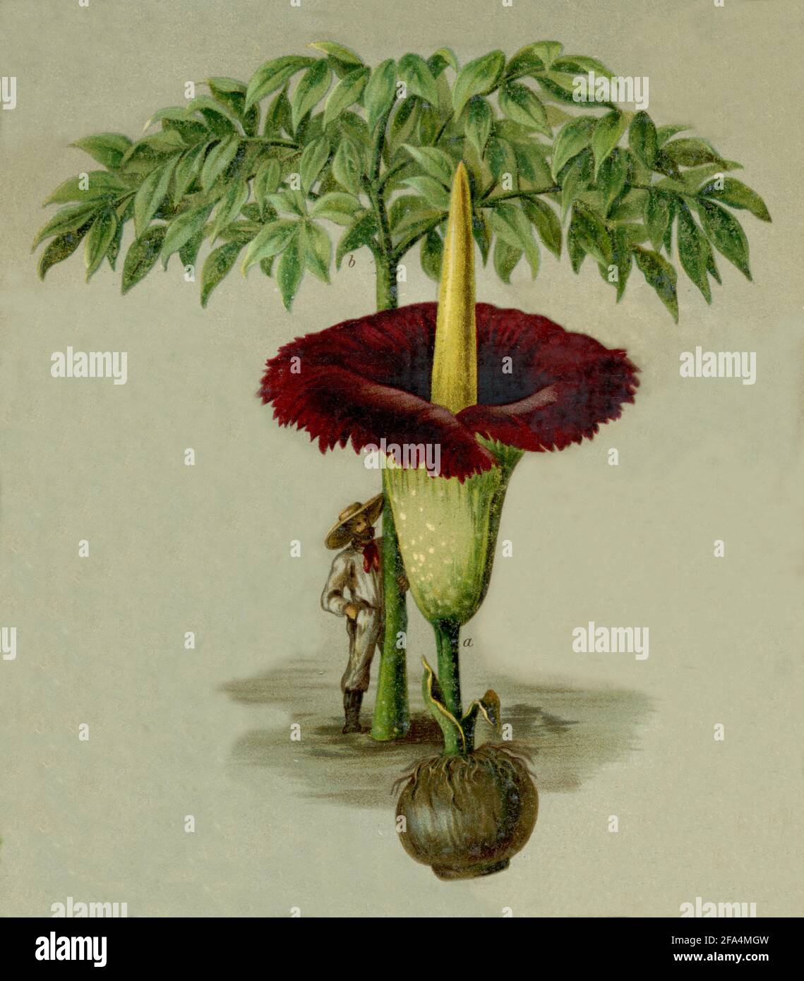 titan arum / Amorphophallus titanum / Titanwurz a Blüte, b Blatt Stock ...