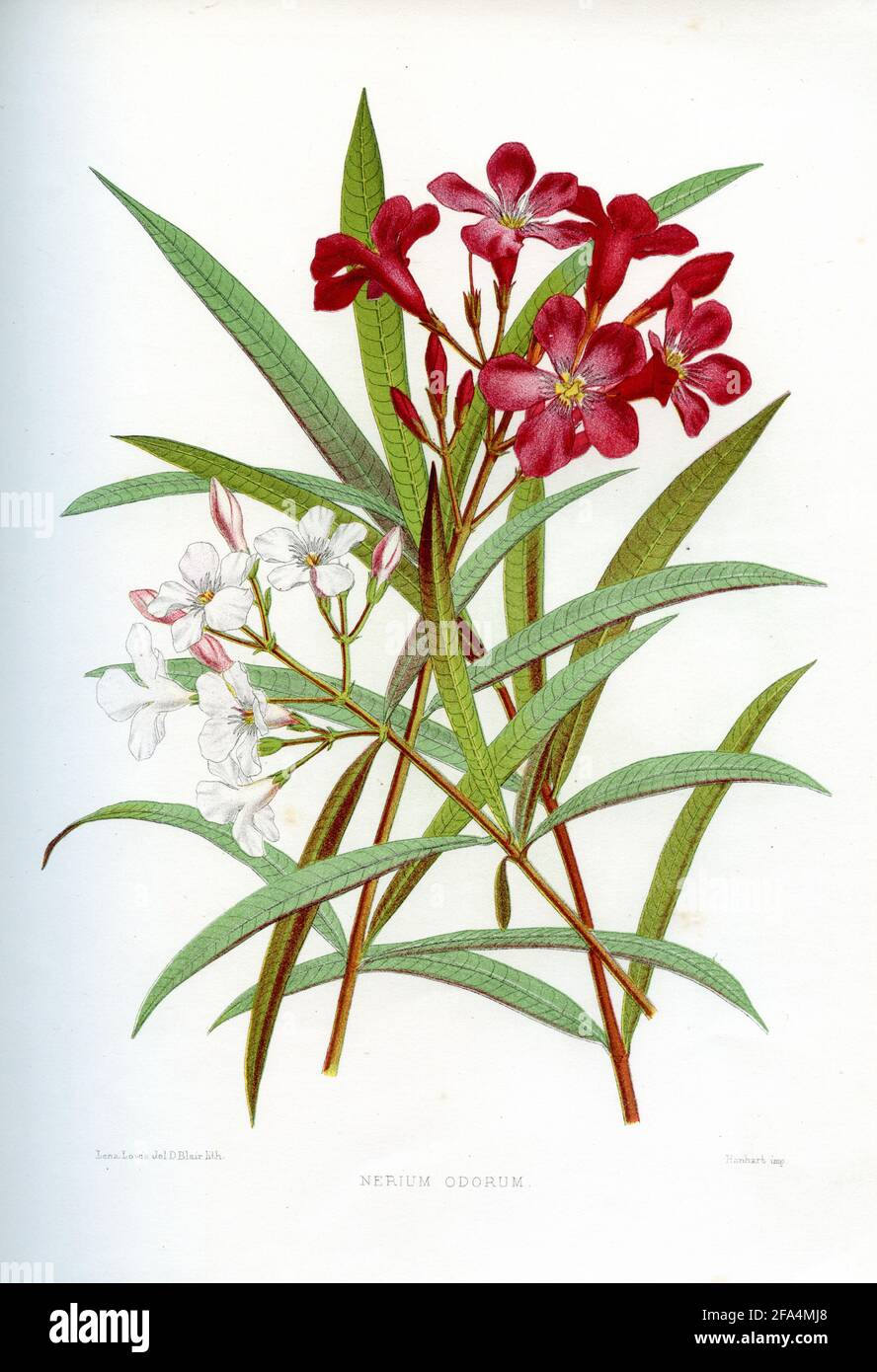 oleander / Nerium oleander / Oleander / botany book, 1878 Stock Photo ...