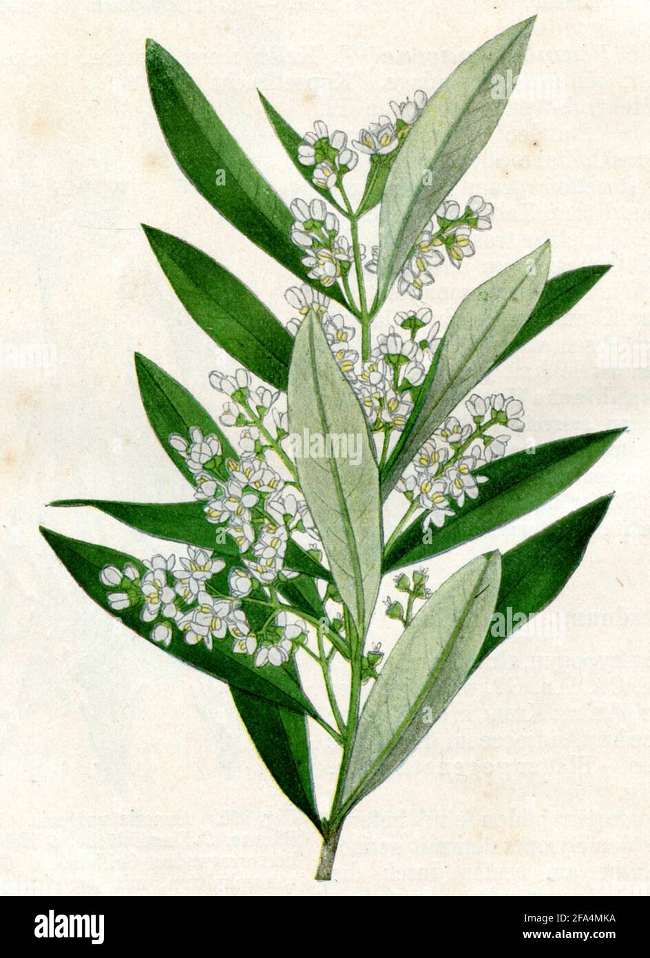 olive, European olive / Olea europaea / Olivenbaum / botany book, 1900 ...