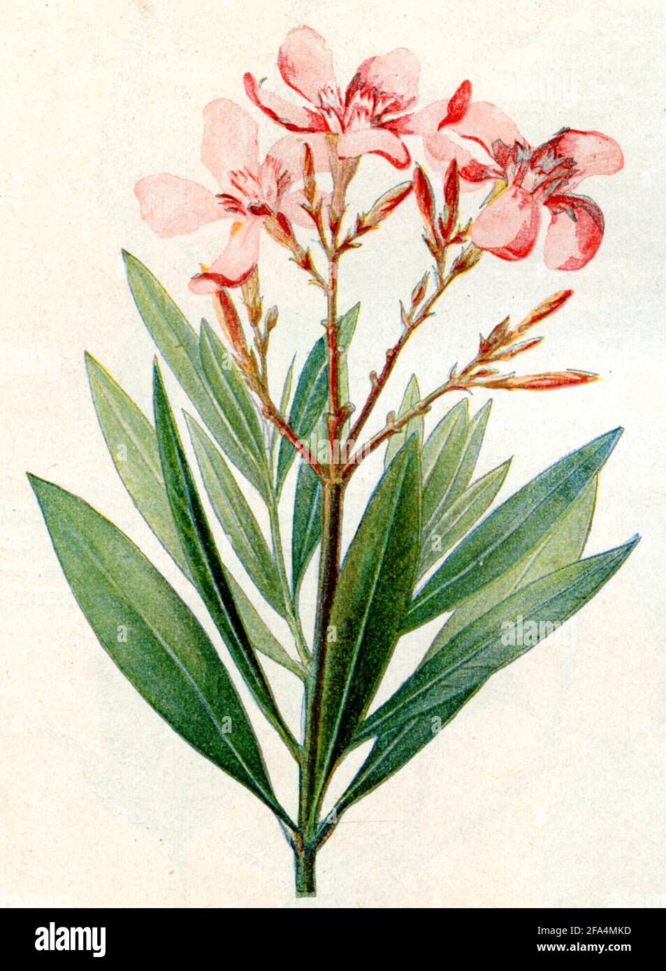 Oleander drawing hi-res stock photography and images - Alamy