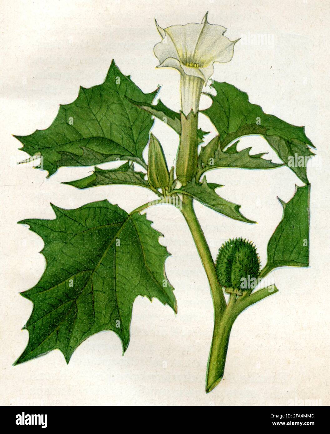 Jimson weed drawing hi-res stock photography and images - Alamy