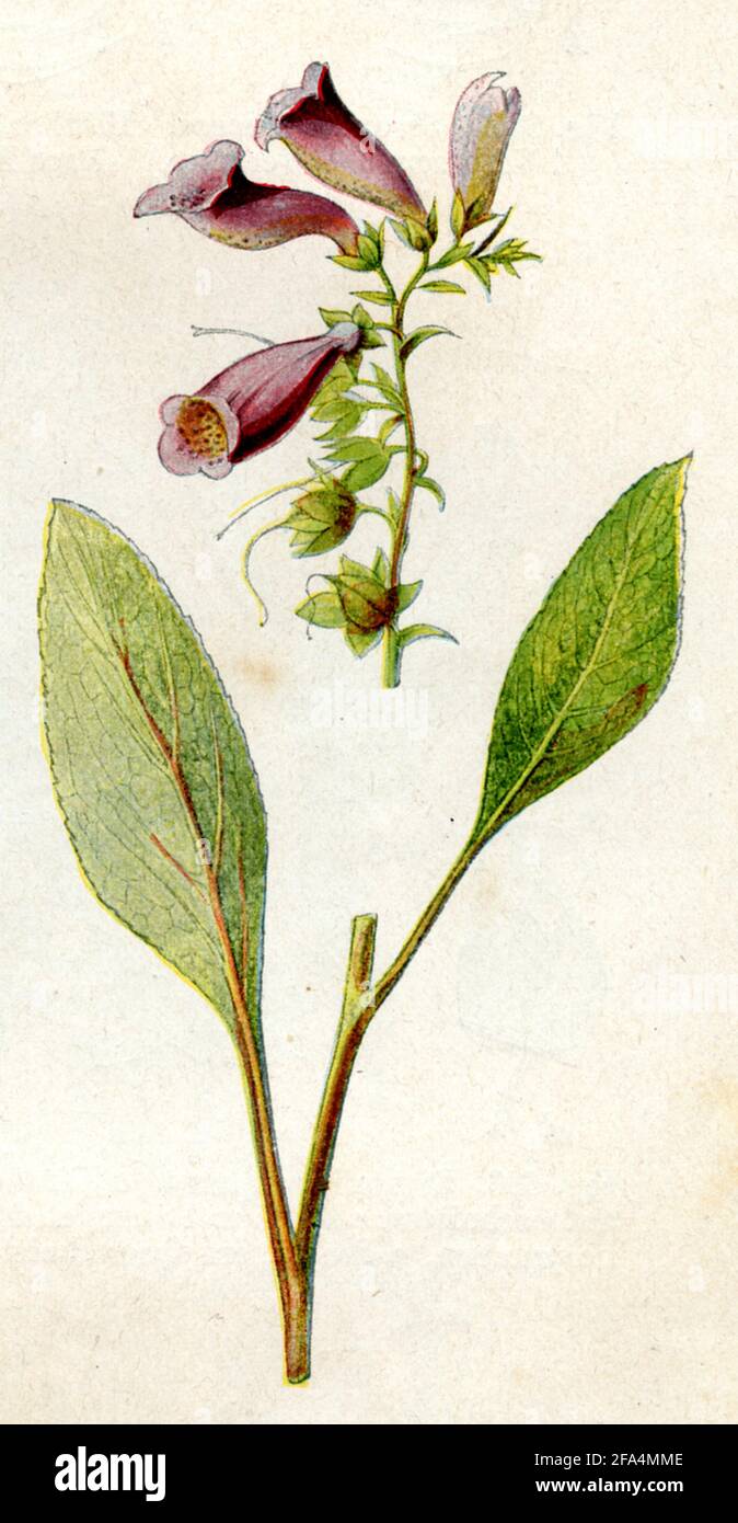 foxglove / Digitalis purpurea / Fingerhut, Roter / botany book, 1900 ...