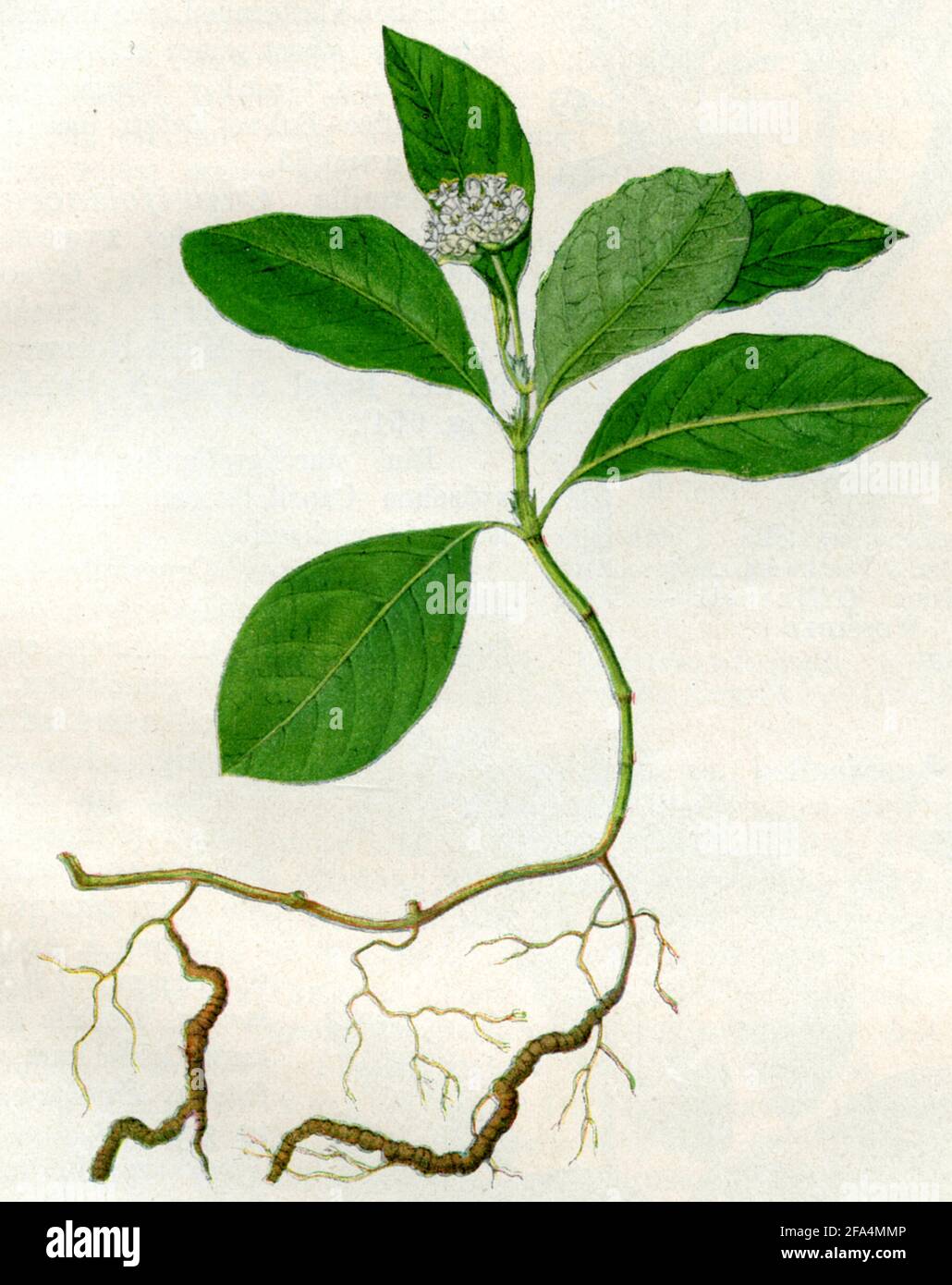 Carapichea ipecacuanha / Carapichea ipecacuanha / Brechwurzel ...