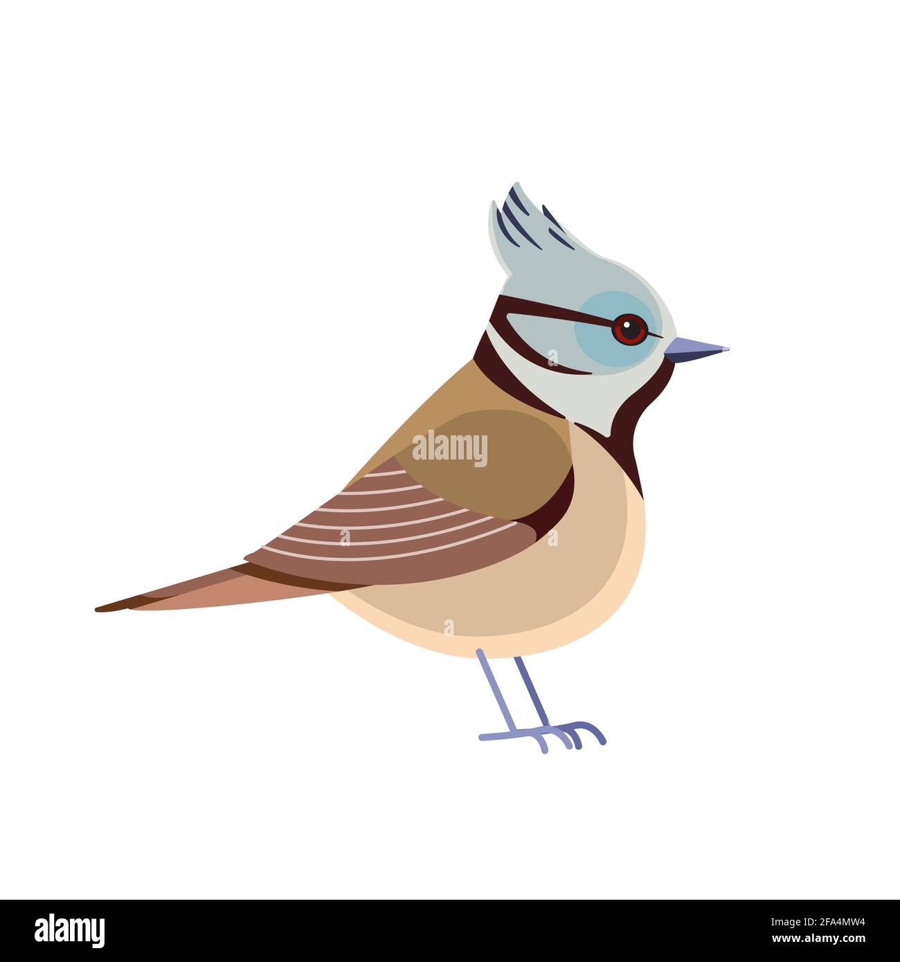 Crested Tit. European crested tit is a passerine bird in the tit family Paridae. Little bird ...