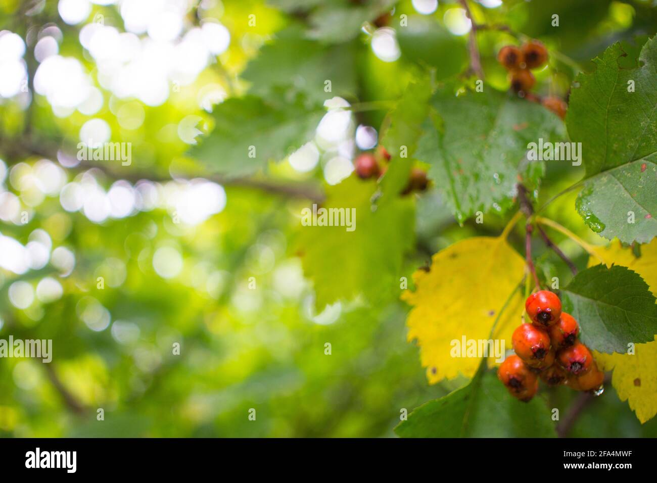 Red hawthorn berries on the branches of a tree Stock Photo - Alamy