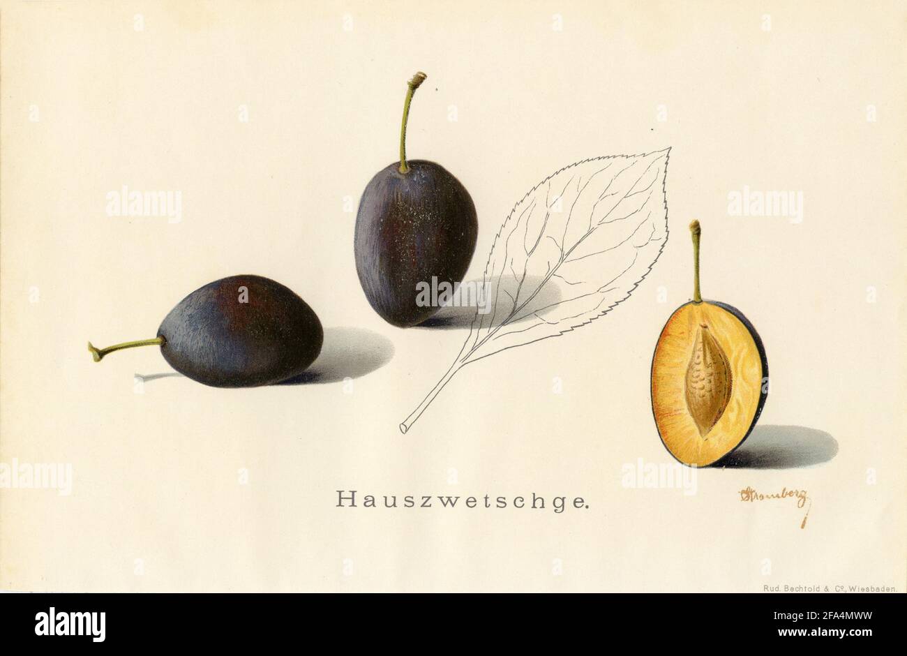 Zwetsche hi-res stock photography and images - Alamy