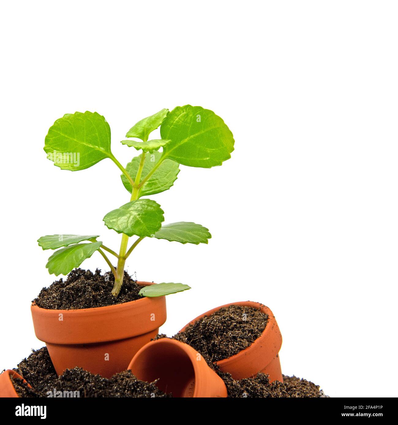 Pots and planting hi-res stock photography and images - Alamy