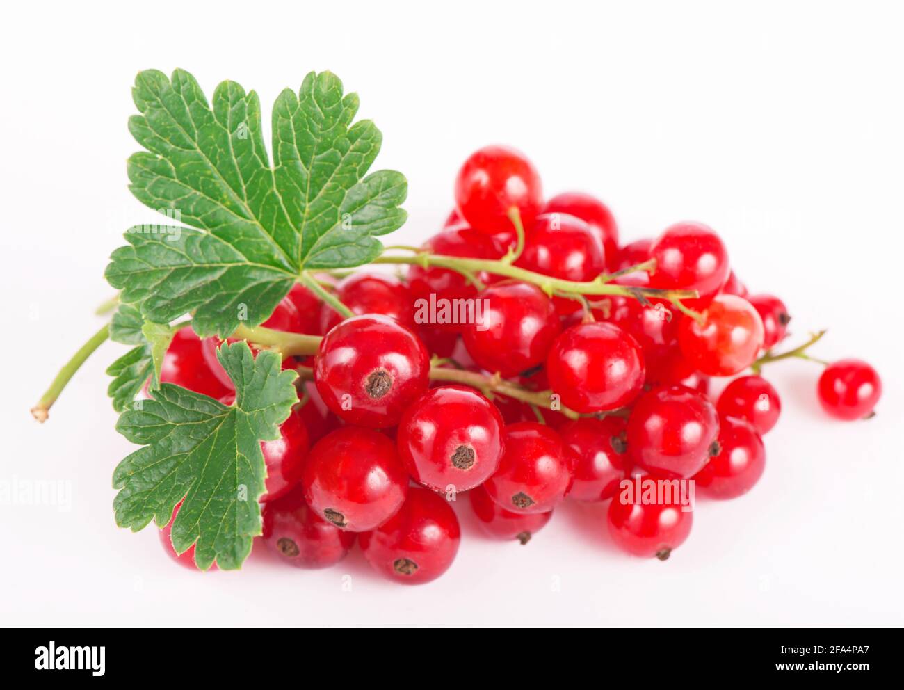 fresh ripe currant photographed closeup isolated on a white background ...