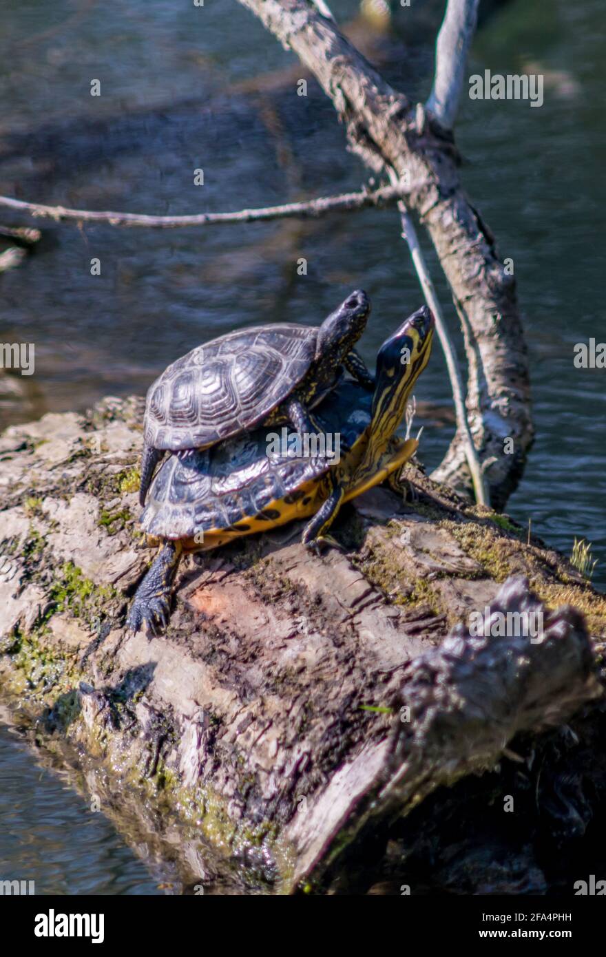 european pond terrapin (emys orbicularis) sitting on the back of an ...