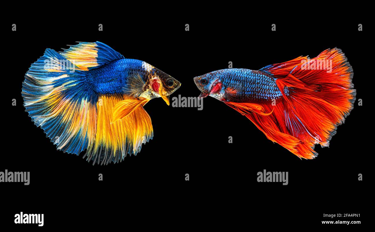 Half Moon Fighter Fish Wallpaper