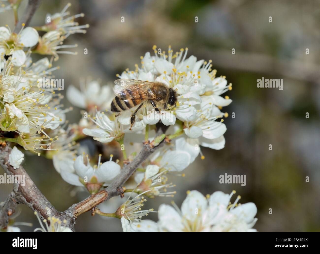 Busy bee pollinating delicate hi-res stock photography and images - Alamy