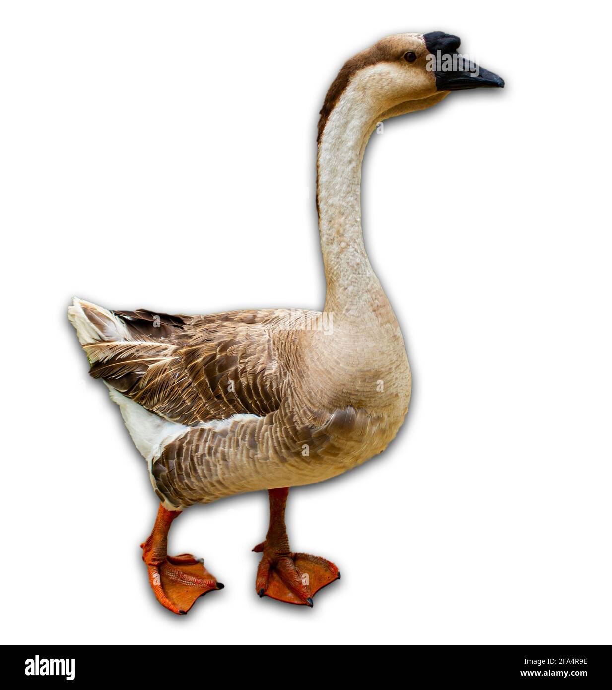 African goose hi-res stock photography and images - Alamy