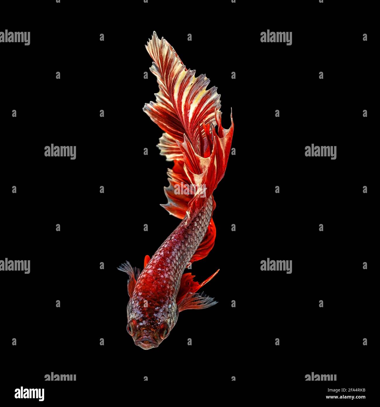 Movement beautiful of colorful siamese betta fish or half moon betta ...