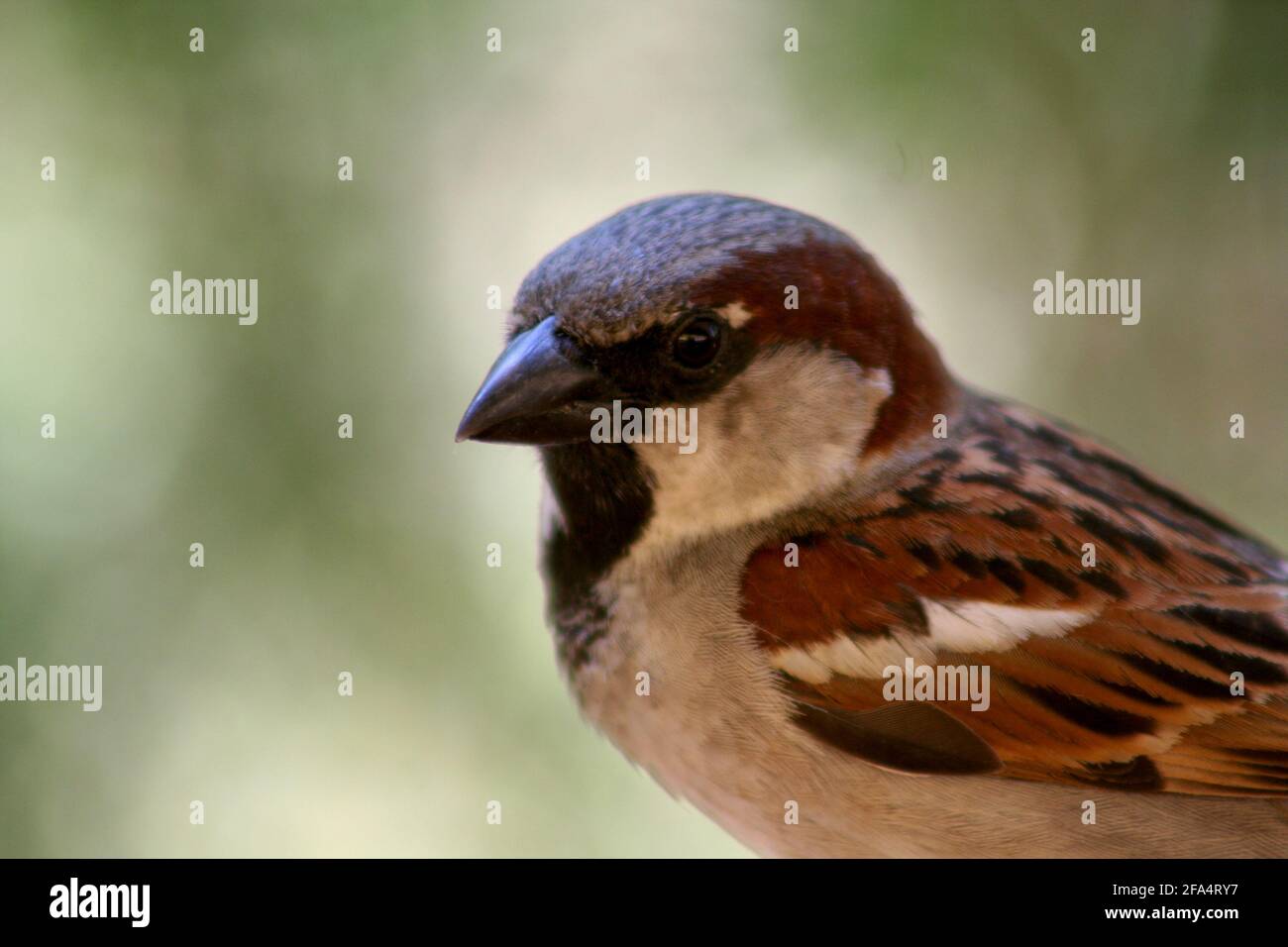 sparrow closeup head side view Stock Photo - Alamy