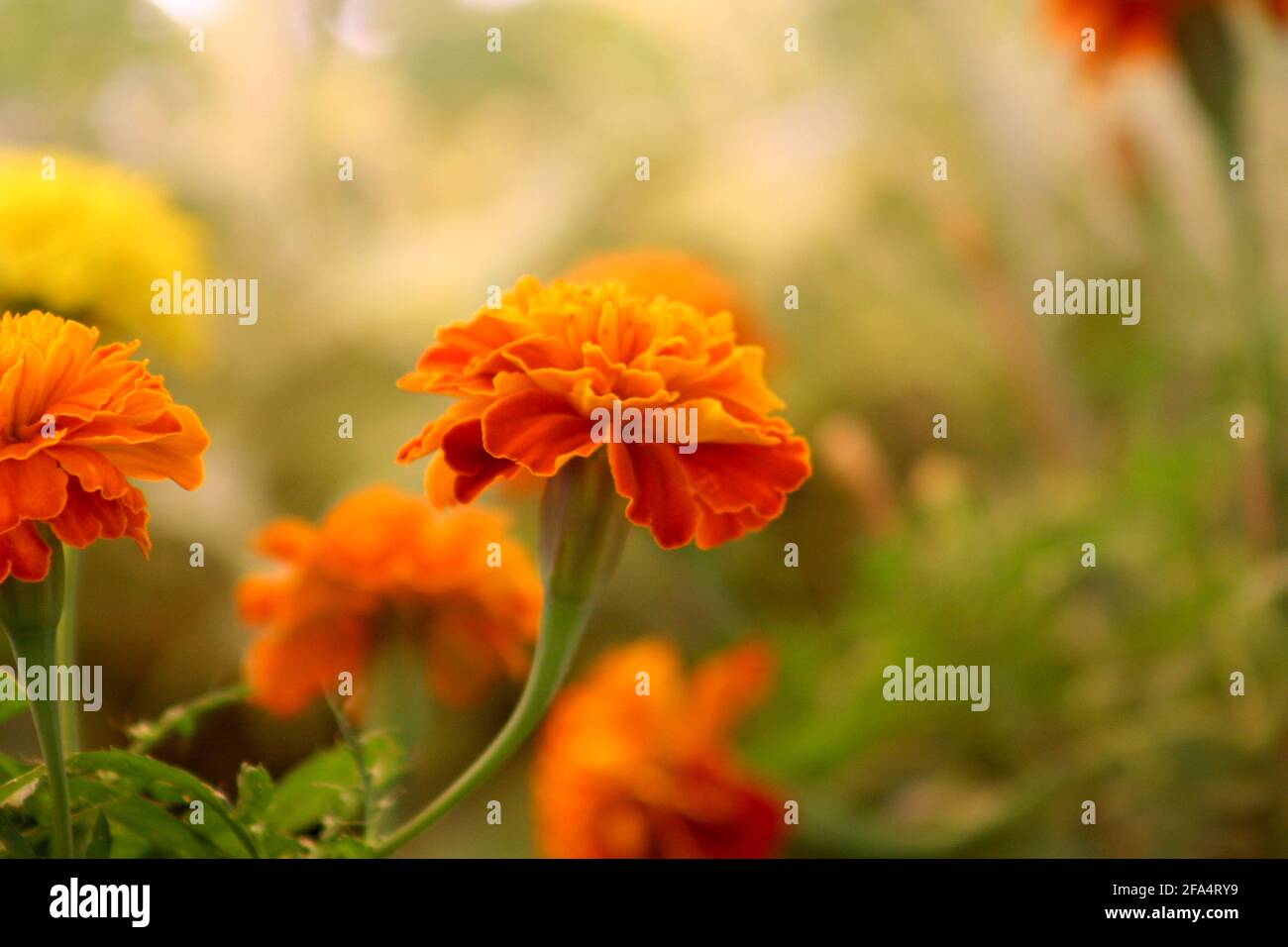 African marigold in bloom close-up Stock Photo - Alamy