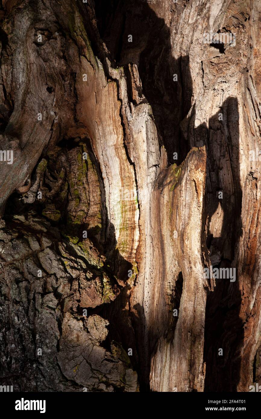 An old rotten tree Stock Photo - Alamy