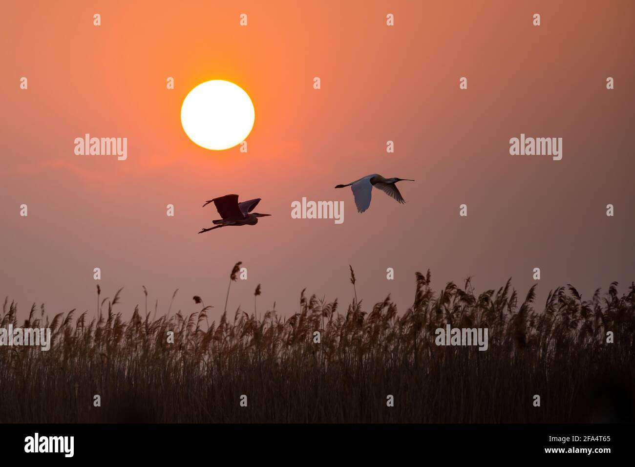 Grey heron and eurasian spoonbill flying against the sun Stock Photo ...