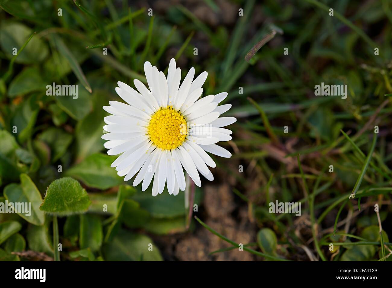Single common daisy flower Stock Photo - Alamy