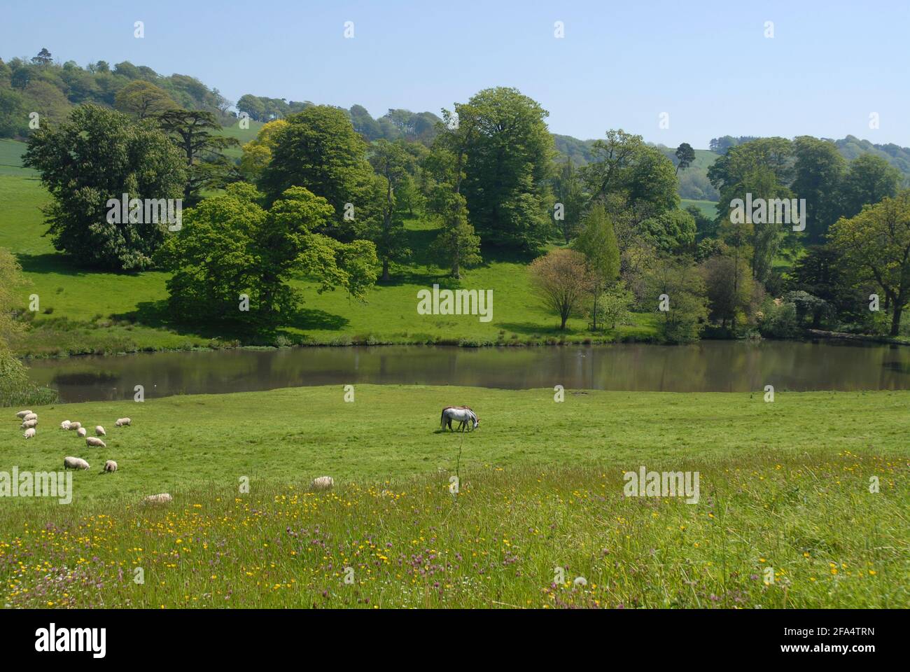 view across field with sheep to lake and hillside beyond, famous view ...