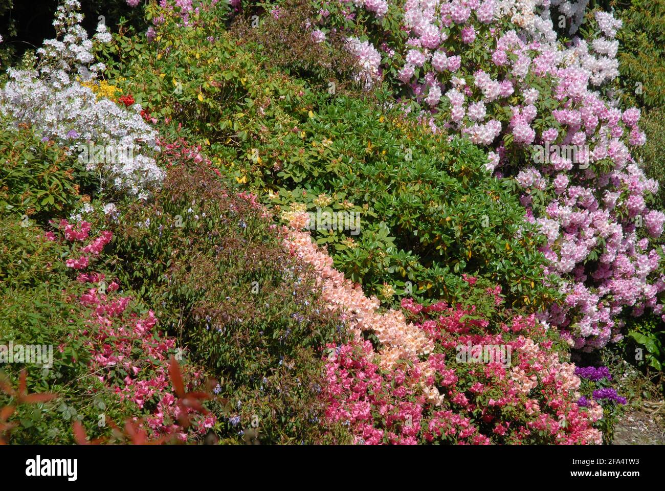 Rhododendrons in flower in the gardens of Minterne House, Minterne ...