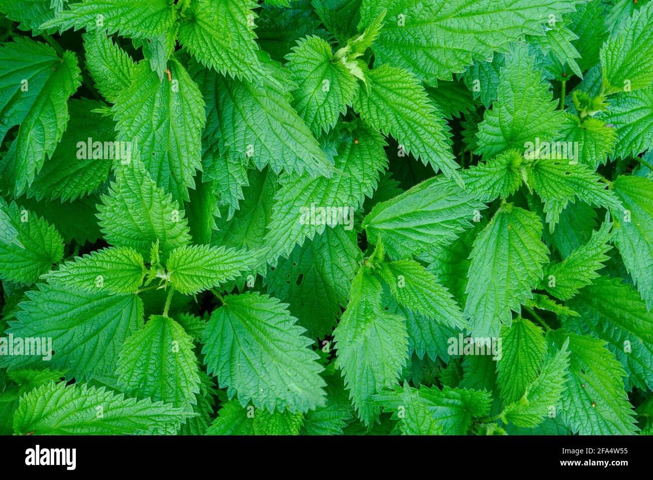 Nettle plant hi-res stock photography and images - Alamy