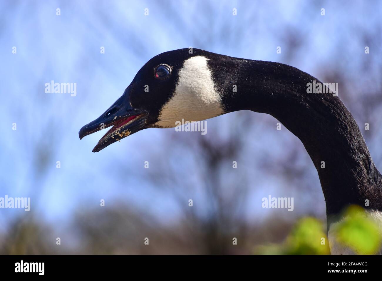 Goose portrait hi-res stock photography and images - Alamy