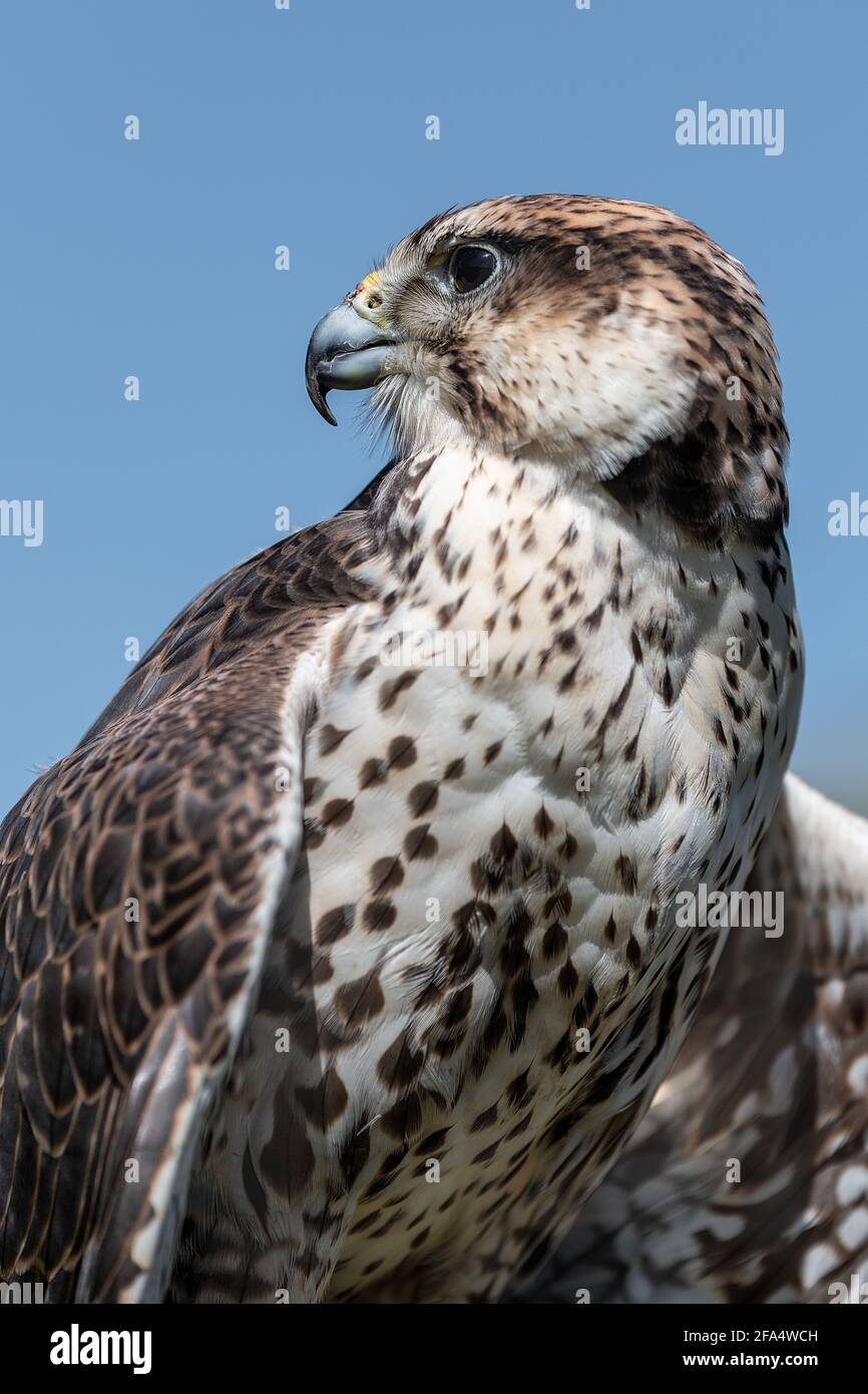 close up portrait of a saker falcon. It is taken against a clear blue ...