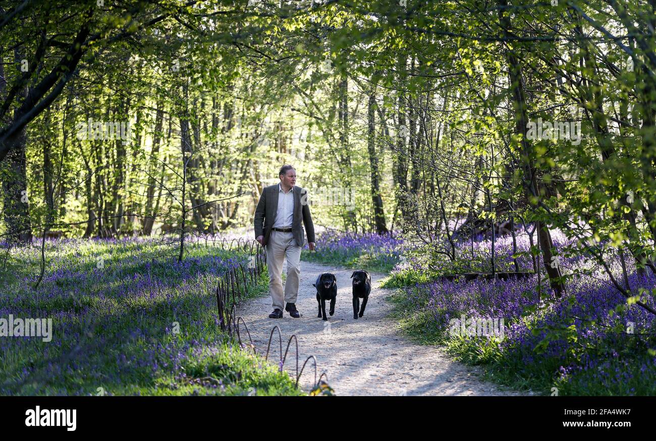 Rolvenden, UK. 23rd April 2021. Owner Edward Barham walks his labrador ...