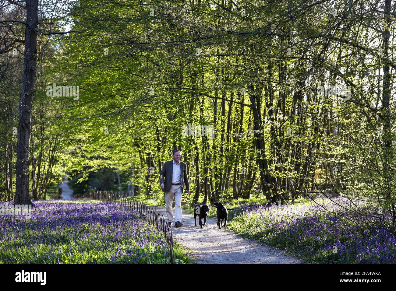 Rolvenden, UK. 23rd April 2021. Owner Edward Barham walks his labrador ...