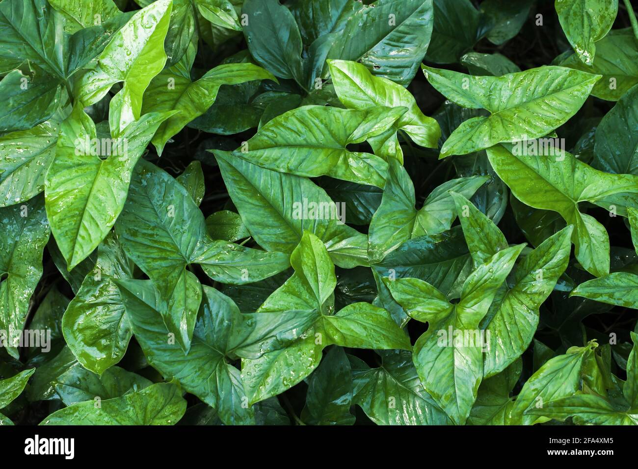 Shiny green tropical leaves, natural background, close up photo Stock ...