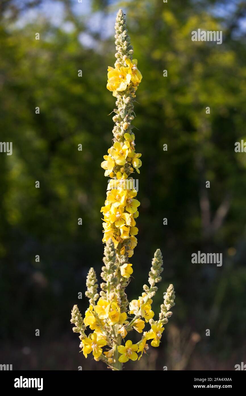 Tall yellow flower Verbascum densiflorum, the denseflower mullein or ...