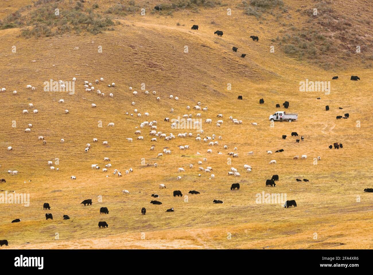 China sheep farming hi-res stock photography and images - Alamy
