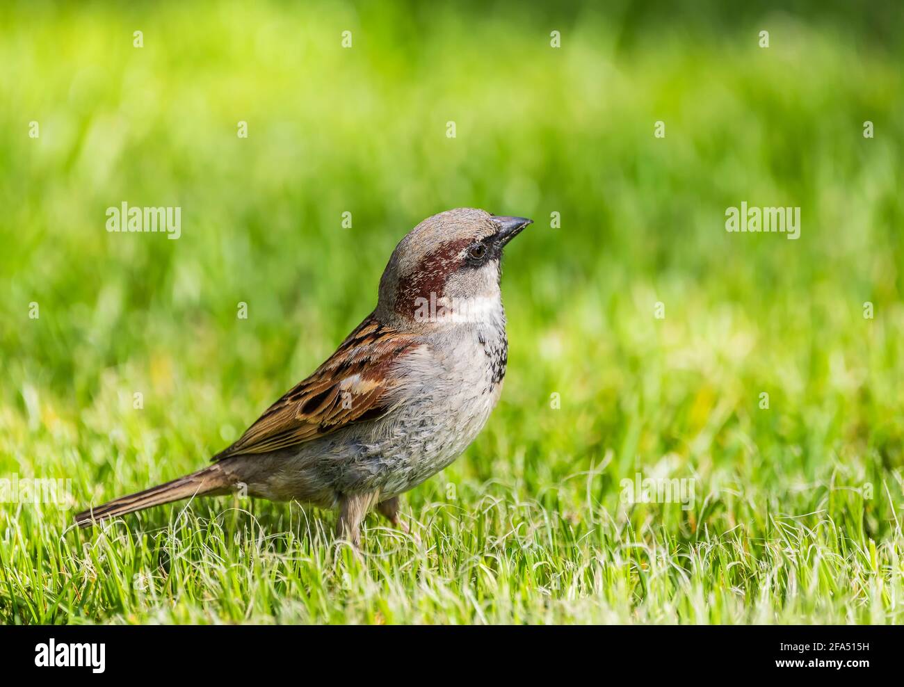 Little bird sitting on grass hi-res stock photography and images - Alamy