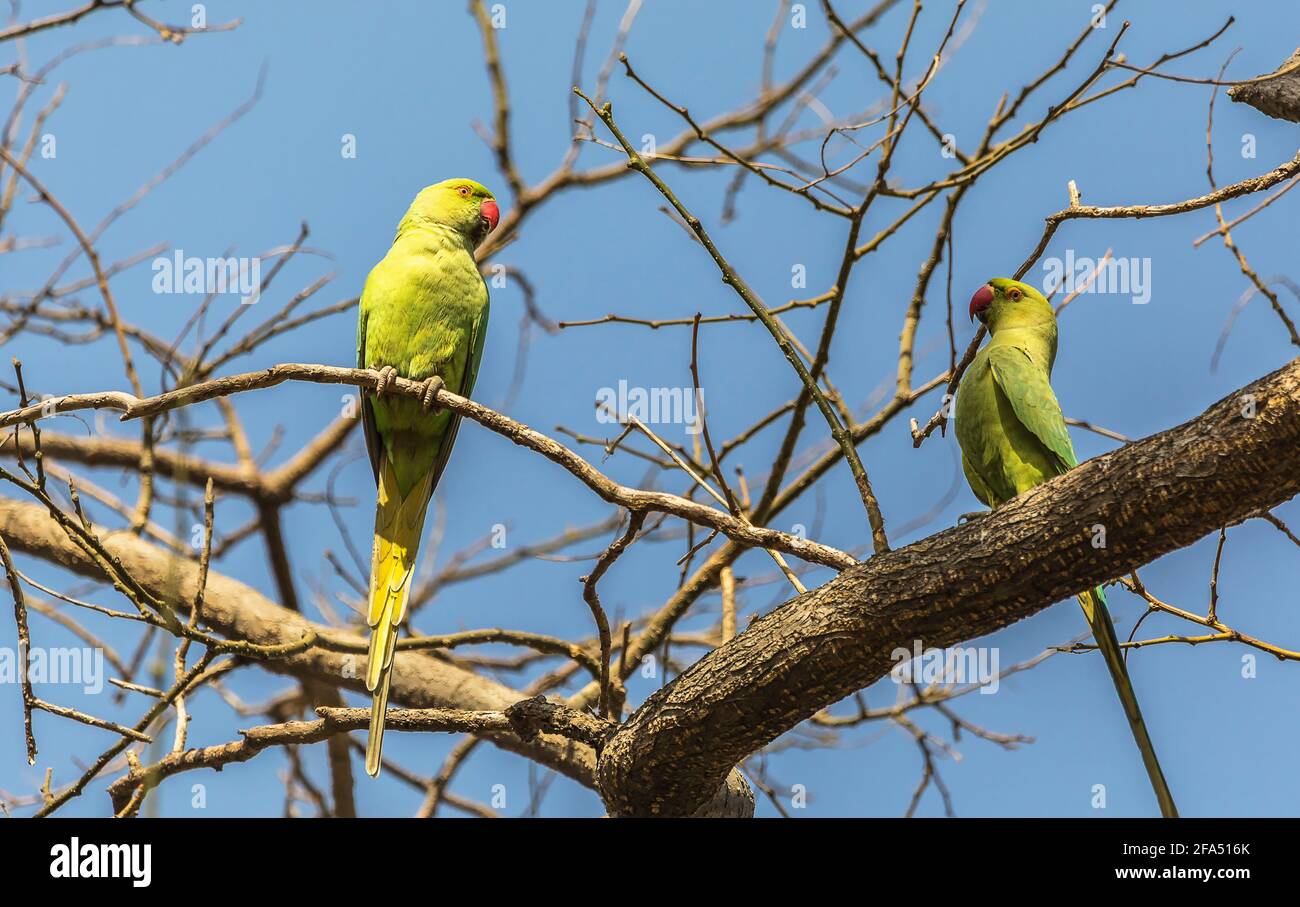 Budgie species hi-res stock photography and images - Alamy
