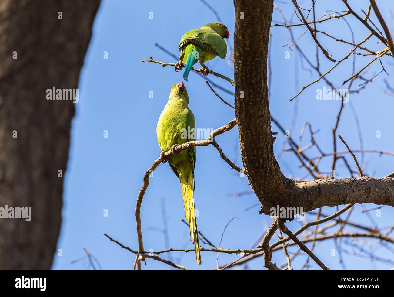 Long tailed parrots hi-res stock photography and images - Alamy