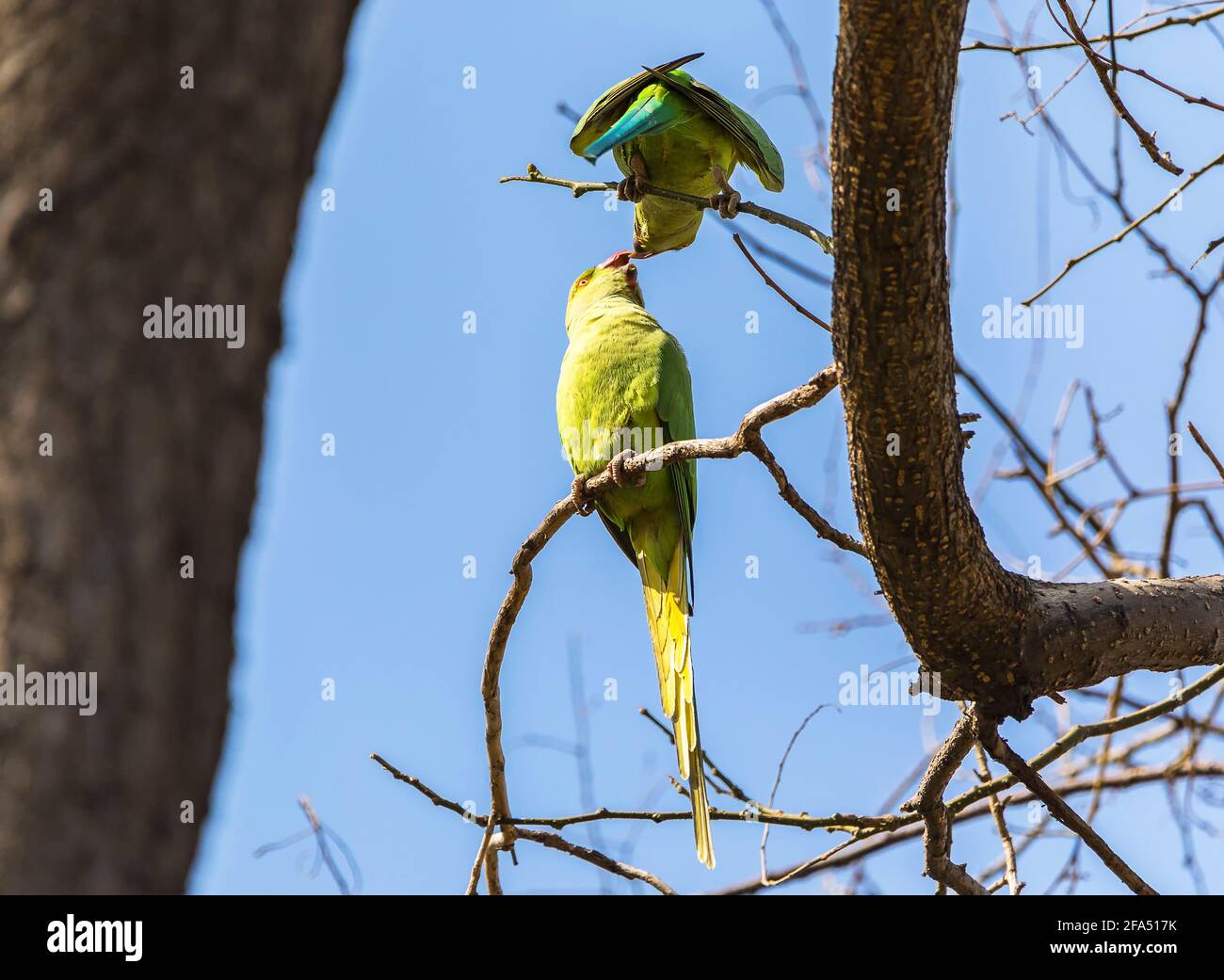 Long tailed parrots hi-res stock photography and images - Alamy