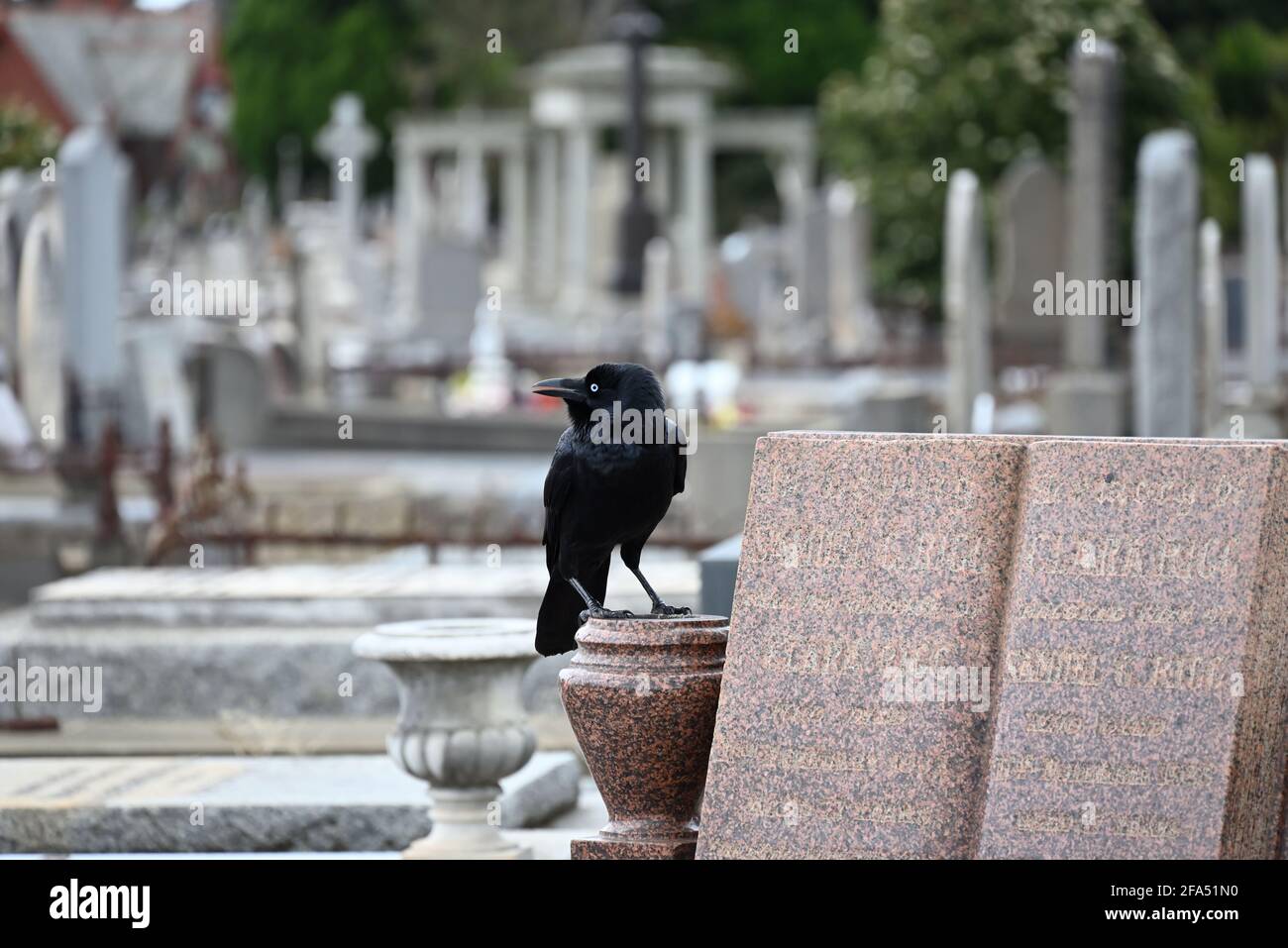 A little raven standing with its head turned while on an urn, part of a ...