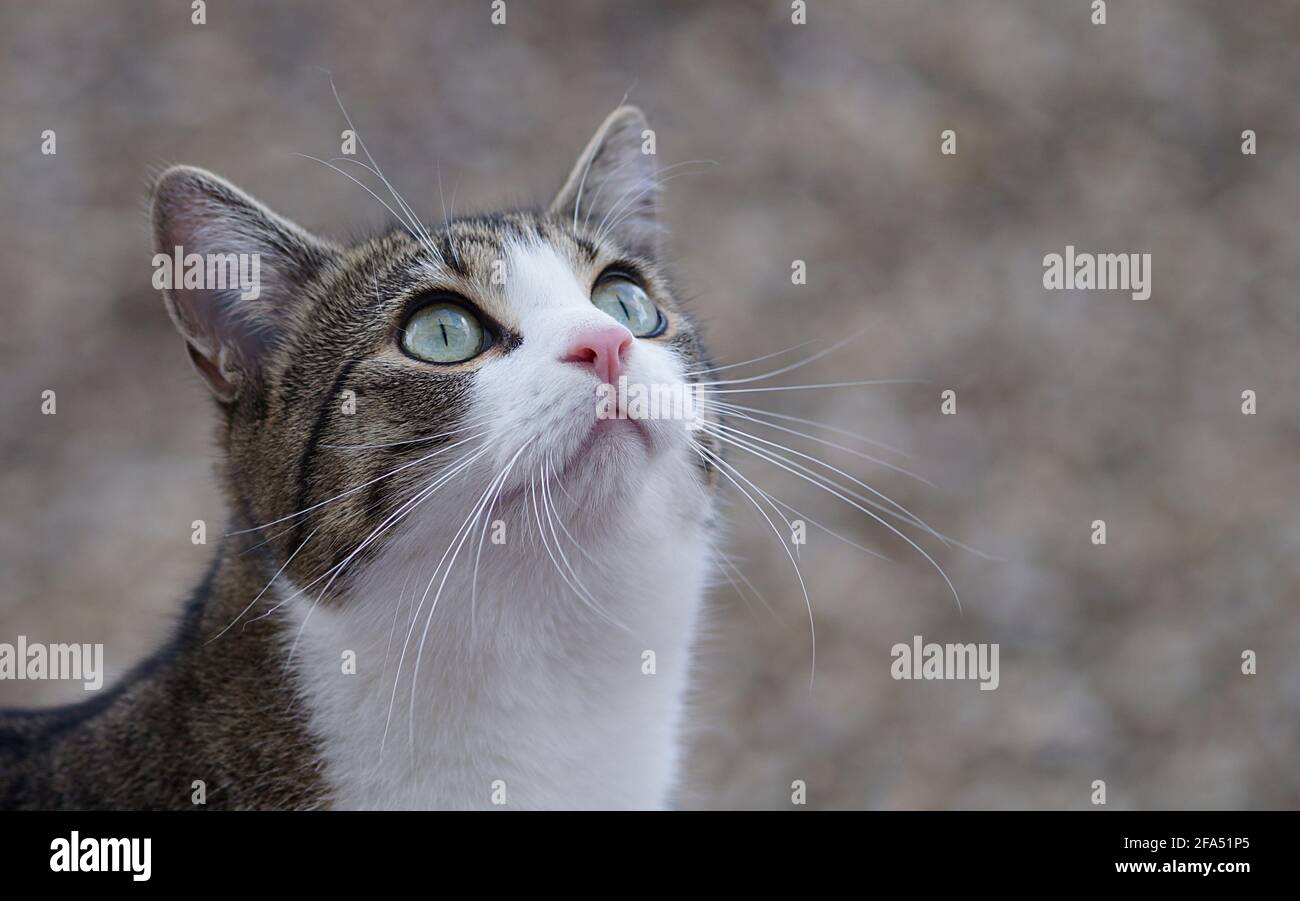 portrait of cute cat looking up Stock Photo - Alamy