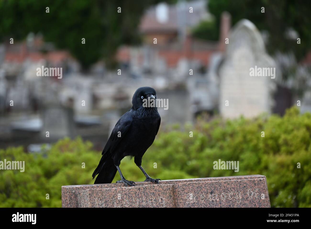 A little raven standing on a gravestone and looking into the distance ...