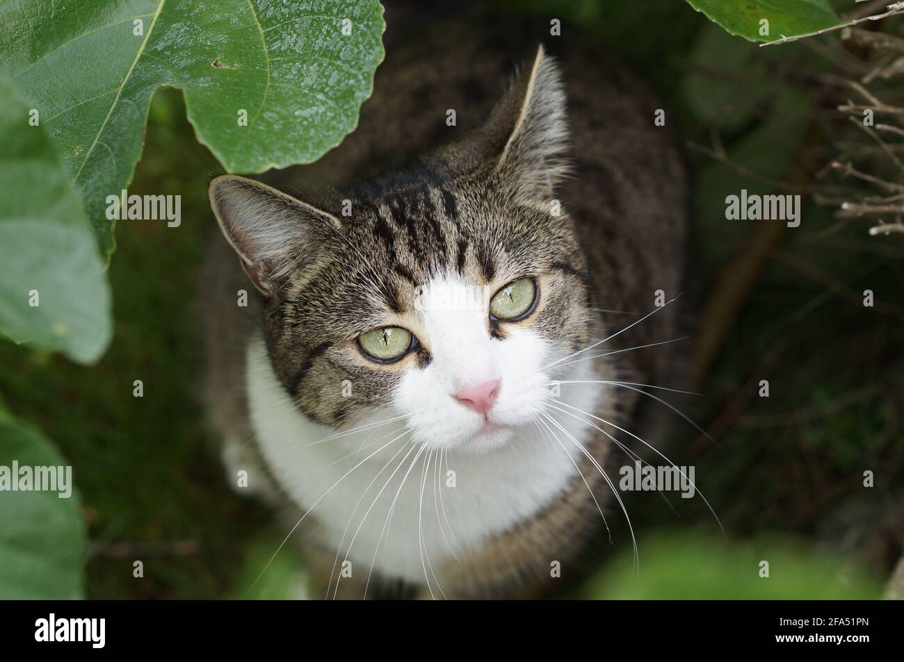 Young leaves top view hi-res stock photography and images - Alamy